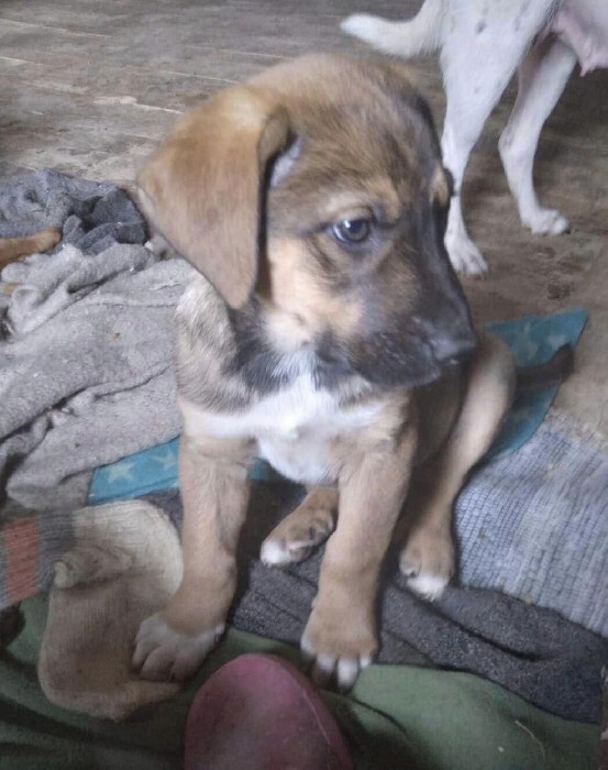 Aamos-kum :: Kodittomat Bulgarian Koirat ry